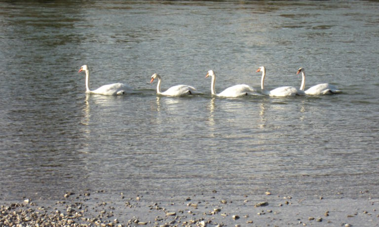 Isar - Bei uns in München