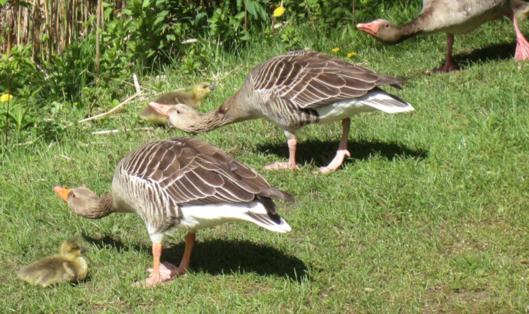 Feldmoching Hasenbergl - Bei uns in München